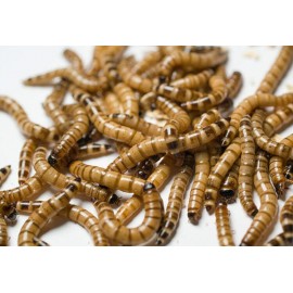 Un Kurdu Böcek Evresi 45232354