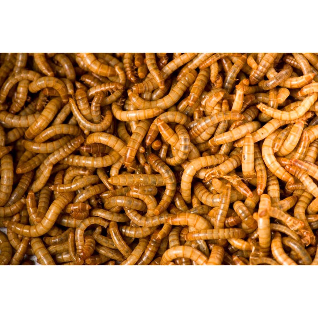 Un Kurdu 2-3 cm boy net: 50 gr 500 Adet - 148459164