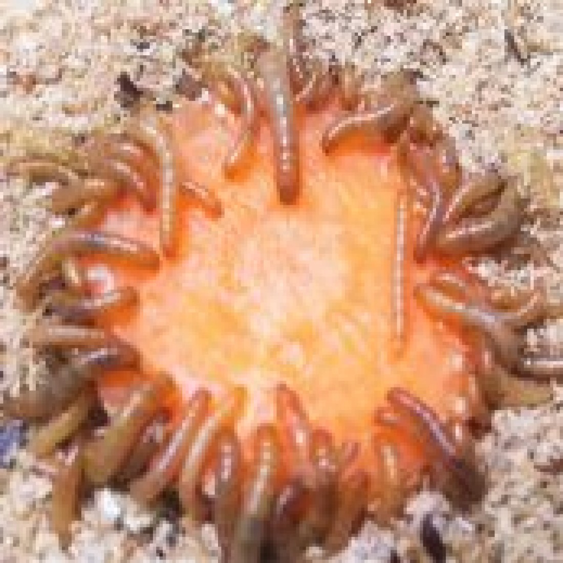 Un Kurdu Mikro 1-1.5 cm boy 100 Adet - 32548796